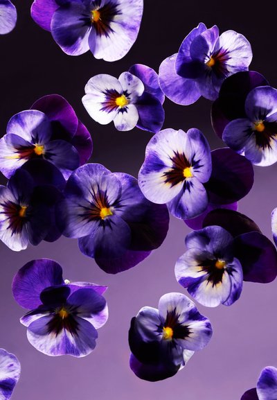 Rituals HAND WASH - SMOOTH VIOLET PRIVATE COLLECTION - COMFORT ...