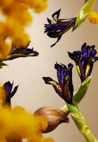 Rituals CAR PERFUME - ORRIS MIMOSA PRIVATE COLLECTION - FLORAL ...