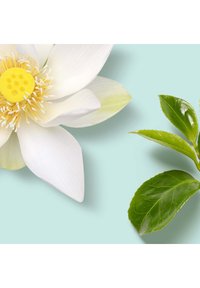 Rituals LOTUS & WHITE TEA BODY SCRUB - DELICATELY SWEET - THE RITUAL OF ...